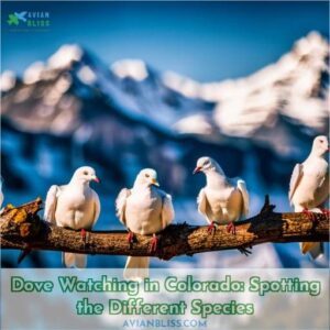 Doves in Colorado: Types, Behavior & Locations
