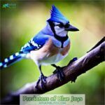 How Long Do Blue Jays Live? Discover Their Lifespan