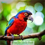 Birds With Big Eyes: From Falcons to Owls and More