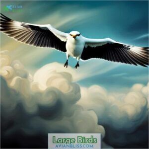 White Birds With Black Tipped Wings: Stunning Species Guide