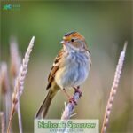 Sparrows with Yellow Heads: ID and Photos
