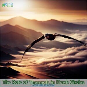 Why Do Hawks Circle? The Fascinating Science Behind Their Aerial Acrobatics