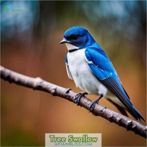 California Swallows: A Guide to the Species