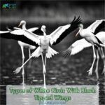 White Birds With Black Tipped Wings: Stunning Species Guide