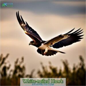 Hawks with White Bellies: Identification Guide