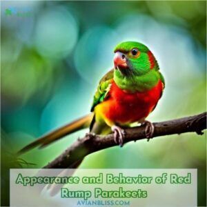 Everything You Need to Know About Red Rump Parakeets