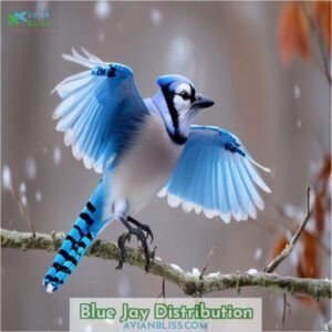Do Blue Jays Migrate? Unveiling the Enigmatic Journey of These Vibrant ...