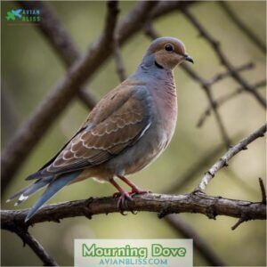 Doves in Arizona: Varieties, Behavior & Conservation Efforts Explained