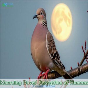Mourning Doves: Where They Sleep and Their Fascinating Habits