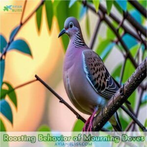 Mourning Doves: Where They Sleep and Their Fascinating Habits