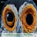 Are Birds Color Blind? Exploring the Vibrant World of Avian Vision