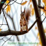 Squirrels' Incredible Jumping Abilities: How Far Can They Leap?