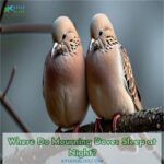 Mourning Doves: Where They Sleep and Their Fascinating Habits