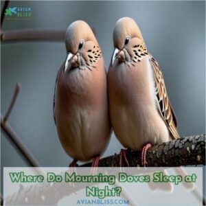 Mourning Doves: Where They Sleep and Their Fascinating Habits