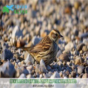 Why Do Birds Eat Gravel? The Surprising Truth Behind Avian Digestion