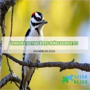 Backyard Birds of Massachusetts: Top 10 Species to Spot & Attract (2024)