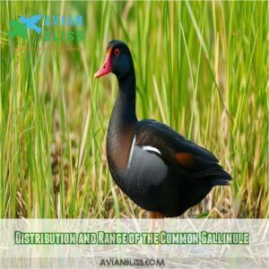 Common Gallinule: Characteristics, Behavior, Habitat, and Distribution