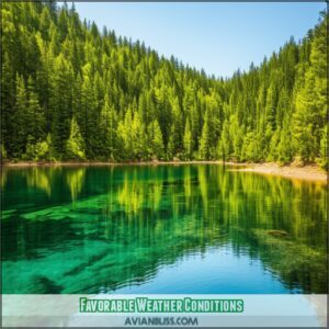 Best Weather for Bird Watching: Ideal Conditions for Spotting Feathered ...