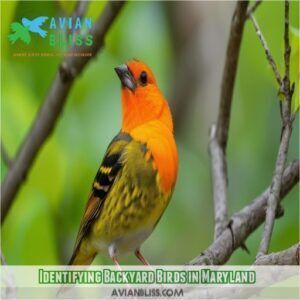 Backyard Birds of Maryland: 30+ Species to Spot in Your Own Garden