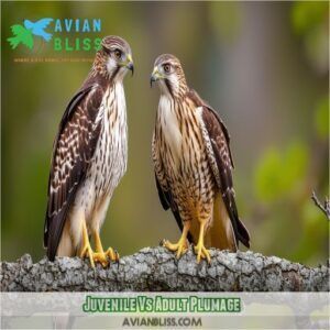 Coopers Hawk Vs Sharp Shinned Hawk: 5 Key ID Features to Spot the Diff