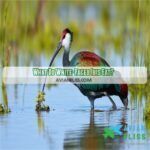 White-Faced Ibis: Habitats, Migration, Diet & Conservation Status Explained