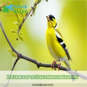 Female Goldfinch: Identification, Behavior, Nesting, and Feeding Habits