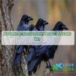 Are Crows Attracted to Shiny Objects? 7 Reasons Why