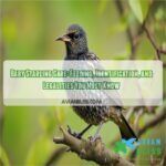Baby Starling Care: Feeding, Identification, and Legalities You Must Know
