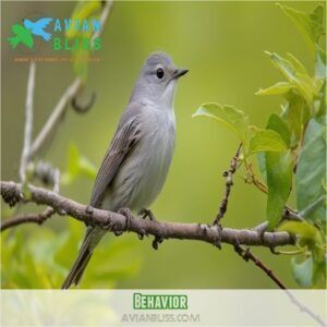 Purple Finch: the Ultimate Guide to Identification, Range, Habitat, and ...