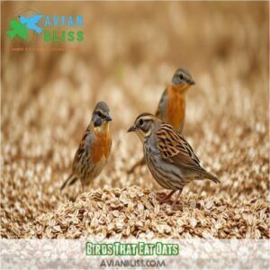Can Birds Eat Oats? A Nutritious Treat for Your Feathered Friends ...