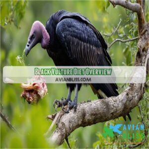 Black Vulture Food Habits: From Carrion to Fruits - Nature's Cleanup Crew