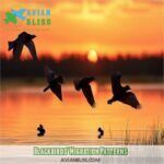 Black Birds in Wisconsin: ID Guide, Migration, Diet, and More