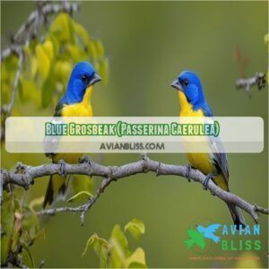 Blue and Yellow Birds: Guide to Beautiful Species With Pictures and Info