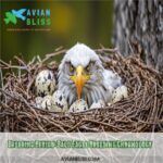Bald Eagle Eggs: From Nest to Hatch - a Journey of Nature's Majesty