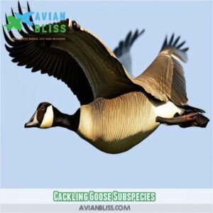 Cackling Goose: Tiny Traveler of the Skies - ID Guide & Fun Facts