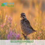 Common Poorwill: the Stunning Night Bird That Hibernates in Winter!