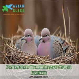 Mourning Dove Babies Abandoned: What to Do When Nestlings Are Left Alone