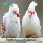 Bird Albinism: Unveiling the Unique World of Albino Birds