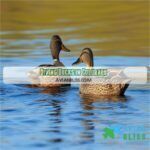 Colorado Ducks: Exploring 10 Species From Common to Rare in the ...