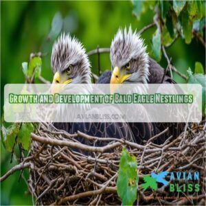 Baby Bald Eagles: From Fluffy Chicks to Majestic Fledglings | Eagle Facts
