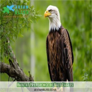 What is the Bald Eagle Size? Facts About America's Iconic Bird of Prey
