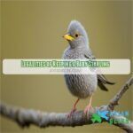 Baby Starling Care: Feeding, Identification, and Legalities You Must Know