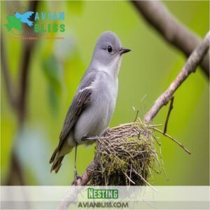 Bay-Breasted Warbler: Secrets of a Boreal Beauty | Habitat, ID & Behavior