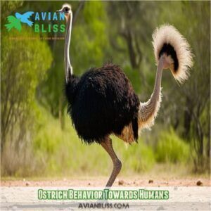Can Ostriches Kill Humans? Aggression, Attacks, & Risks