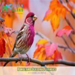 Purple Finch: the Ultimate Guide to Identification, Range, Habitat, and ...