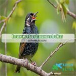 Baby Starling Care: Feeding, Identification, and Legalities You Must Know