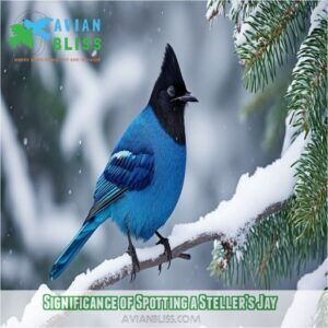 Steller's Jay: an In-Depth Look at This Clever Bird