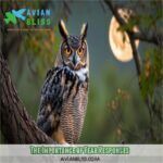 Why Are Birds Scared of Owls? Understanding Their Fear and Survival ...