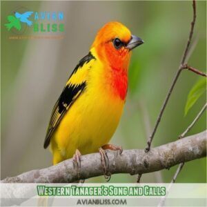 Vibrant Western Tanager: Discover Its Habitat, Diet, and Nesting Habits