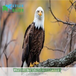 Baby Bald Eagles: From Fluffy Chicks to Majestic Fledglings | Eagle Facts